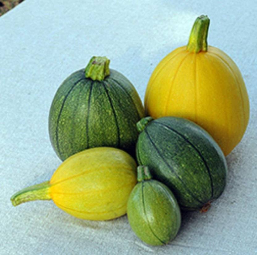 WILLVINE NDIR-546 Squash Summer Tatume Seed Price in India - Buy ...