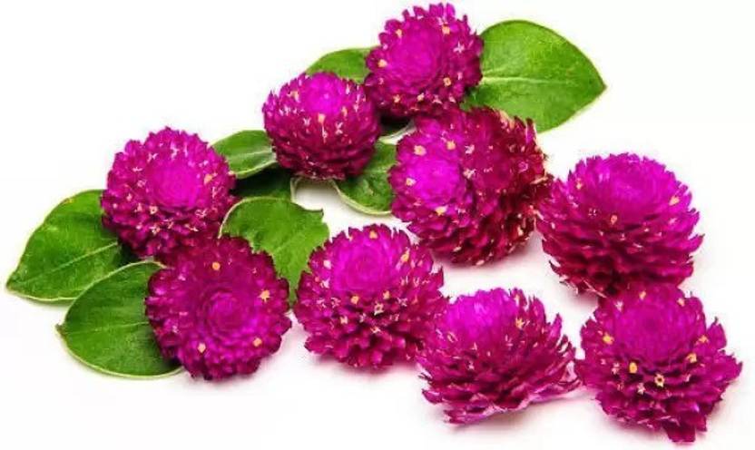 MAA Gomphrena Seed Price in India - Buy MAA Gomphrena Seed online at ...