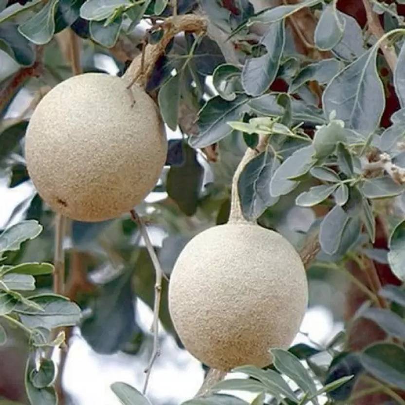 MAA Wood apple, Bel fruit, Kaitha, Katbel, Beal Fruit Seed Price in ...