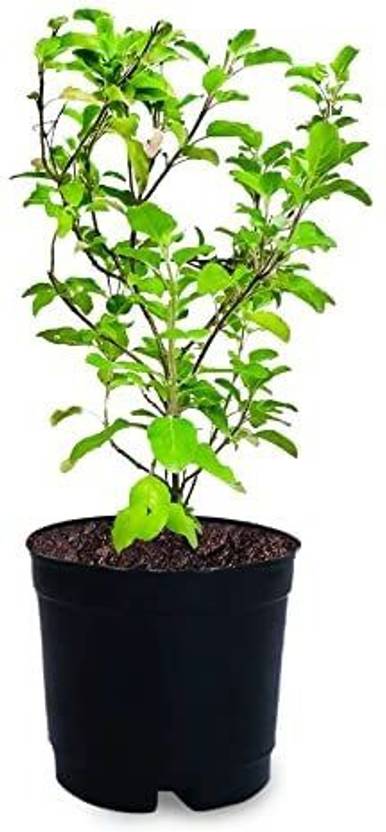 Aywal Krishna Tulsi Seeds/ Shyam Tulsi/ Black Tulsi Holy Basil Seed ...