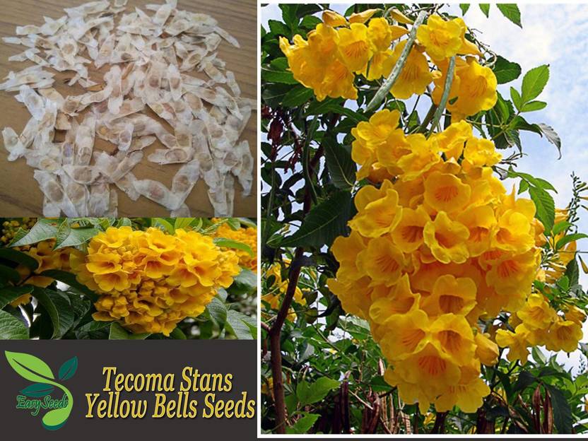 EasySeeds Tecoma sten,Yellow bells, Yellow trumpet, Yellow-Elder ...