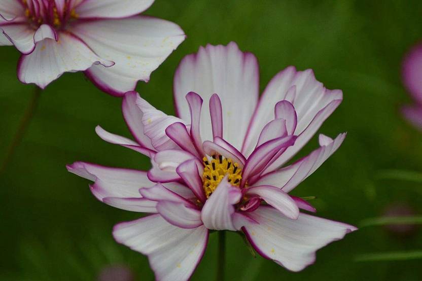 CYBEXIS Cosmos Bipinnatus Fizzy Rose Picotee Seeds - Rose Pink Flowers ...