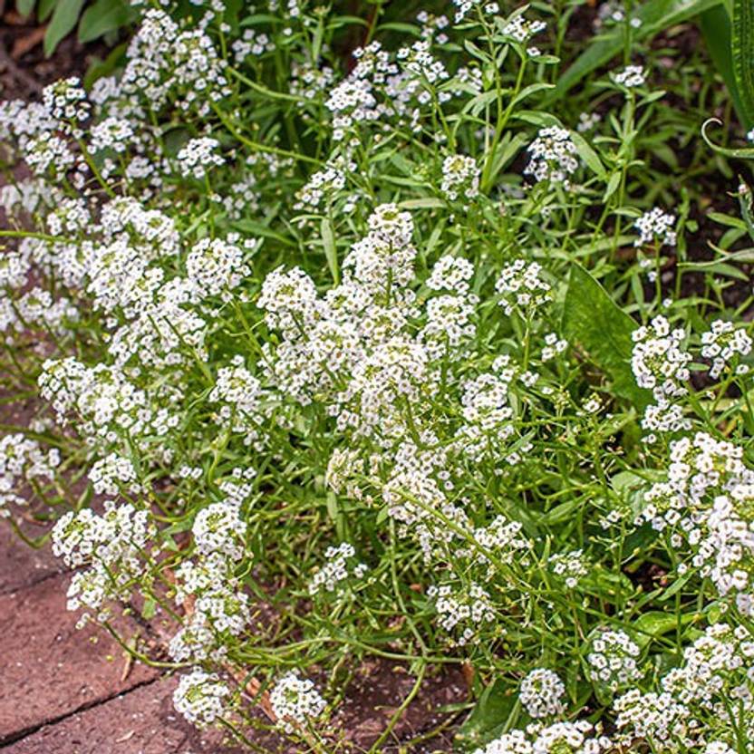Paudha Alyssum benthami white Seed Price in India - Buy Paudha Alyssum ...