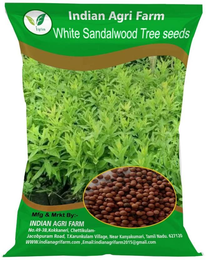 IAgriFarm White Sandalwood Tree Seed - 500 gram / Santalum Album ...