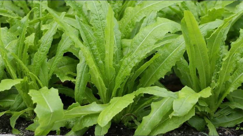 VibeX ® VLR-538 Sword Choy/Chinese Lettuce Seeds Seed Price in India ...