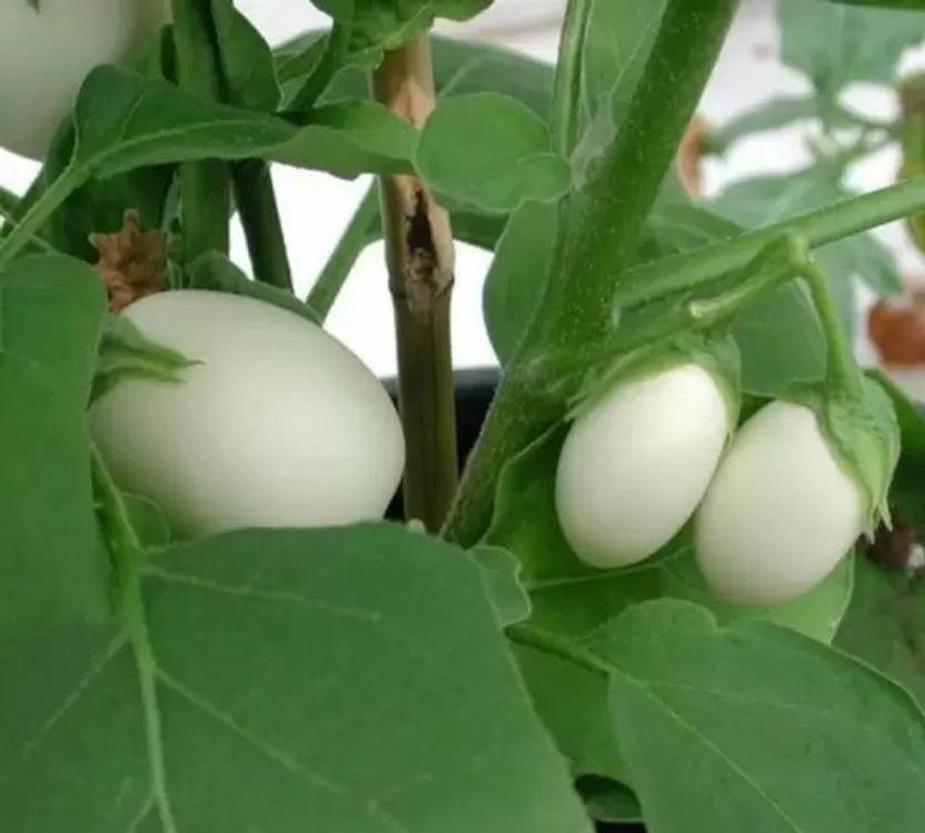 Aro Brinjal white round, Eggplant Seed Price in India - Buy Aro Brinjal ...