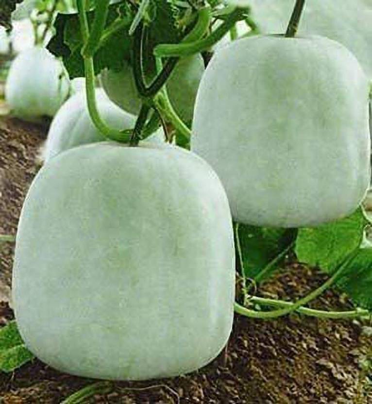 Aywal Ash Gourd (Mithai Petha) Vegetable Seed Price in India - Buy ...