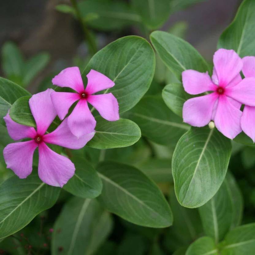 CYBEXIS Mixed Vinca Rosea Catharanthus roseus Madagascar periwinkle ...