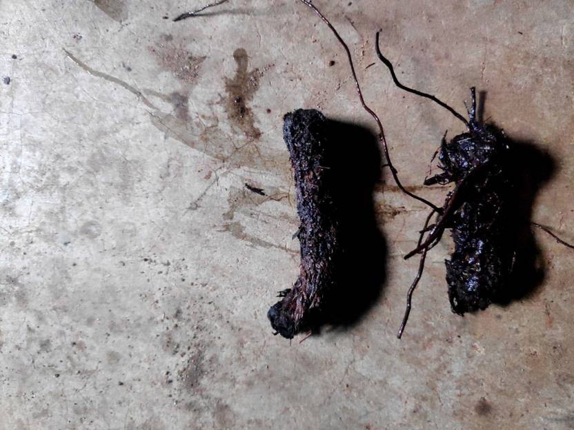 Satisfying Original Kali Haldi, black turmeric, (2 kali haldi 2 nila ...