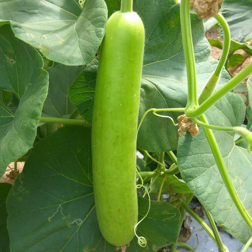 VibeX ® VMR-104 Bottle Gourd Dudhi Sorakaya Lauki Seeds Calabash Seed ...