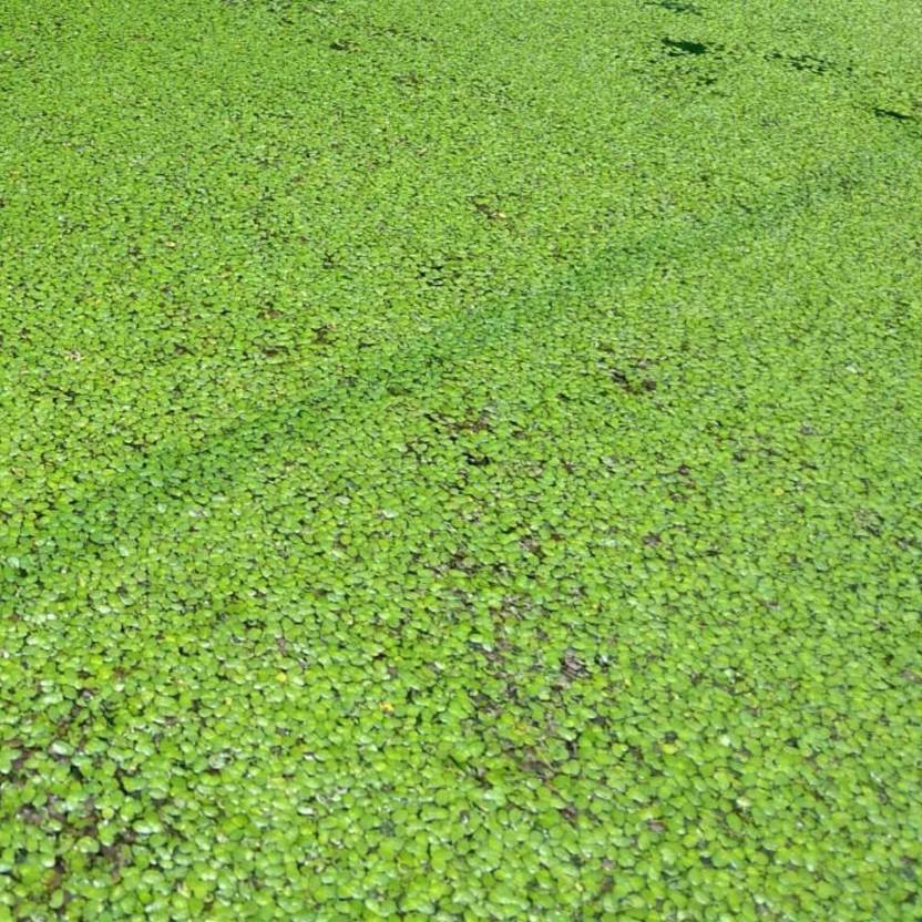 Gachwala Duckweed, Spirodela polyrhiza, Aquatic Plants for Pond ...