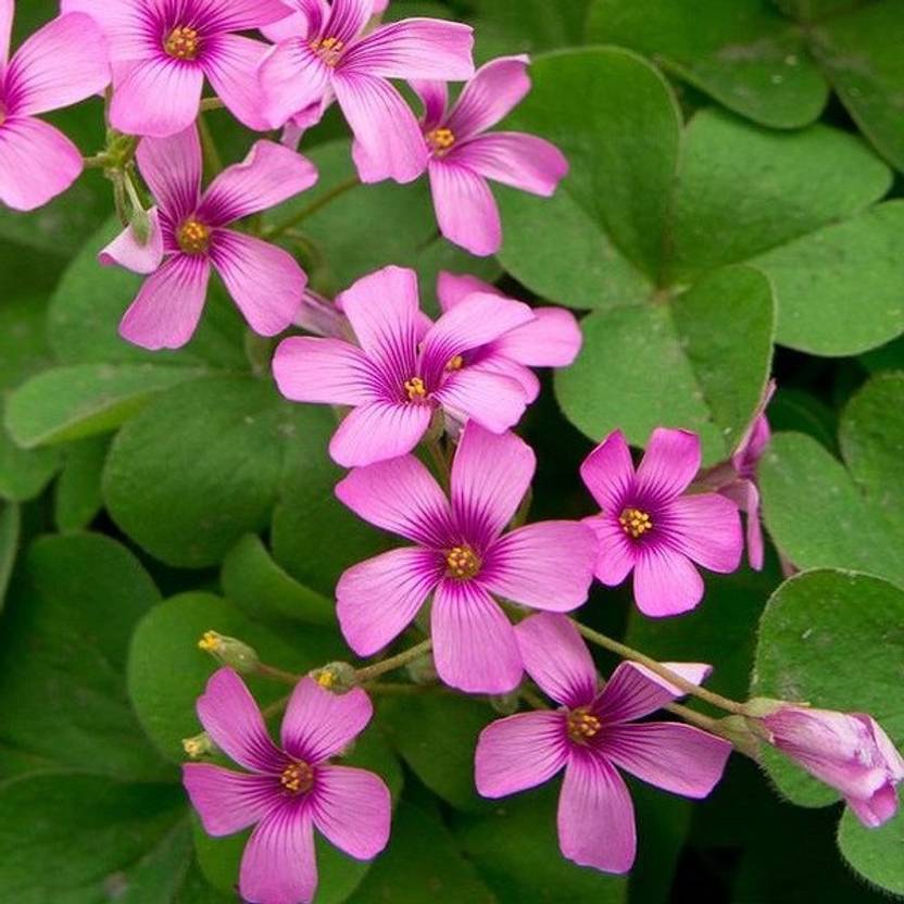 Globalplants OXALIS FLOWER BULBS Seed Price in India - Buy Globalplants ...