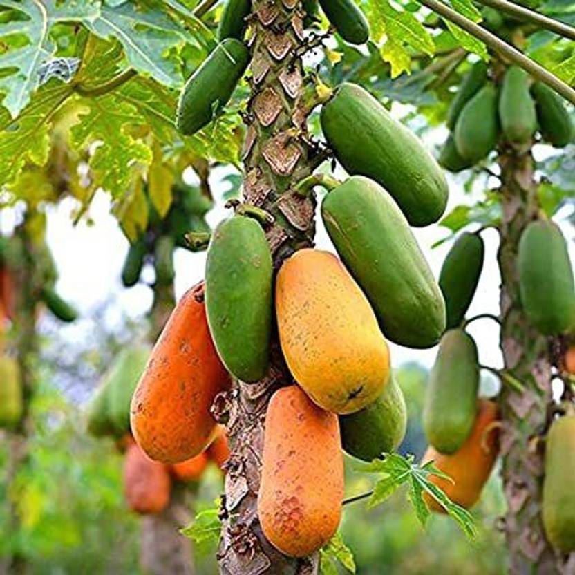 Mohomaya Papaya Seed Pusa Fruit Seed Pack of 80 Seeds-002 Seed Price in ...