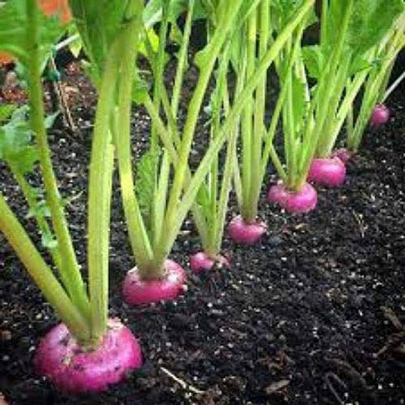 KANAYA Shalgam Hybrid Vegetable Seeds For Home Gardening Seed Price in ...