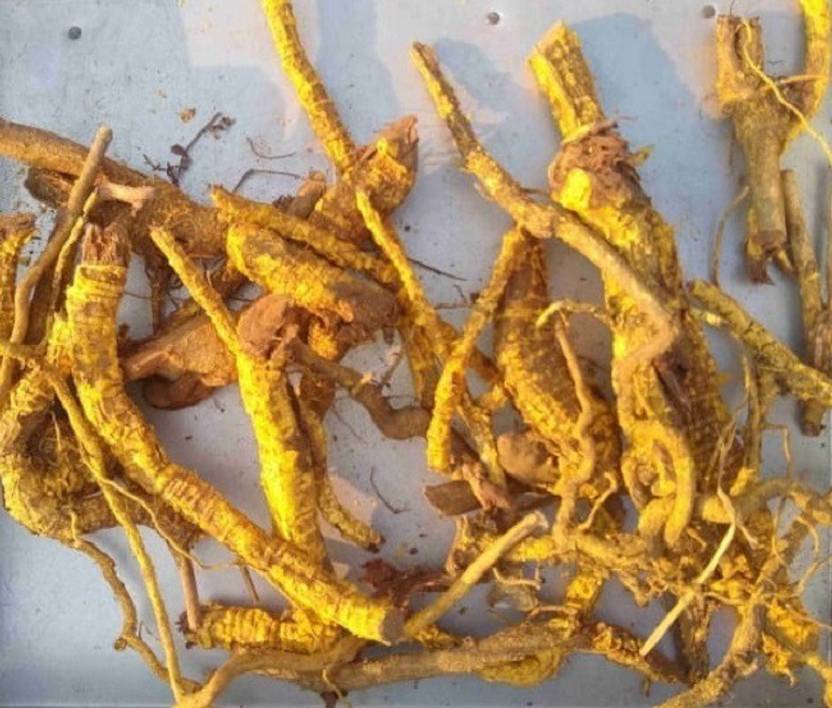 plantsworld Saptarangi, Ponkoranti പൊൻകൊരണ്ടി, Salacia oblonga, Chinese ...