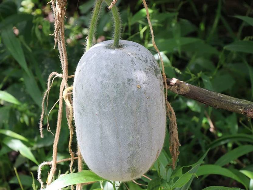 Aywal Ash Gourd (Mithai Petha) Vegetable Seed Price in India - Buy ...