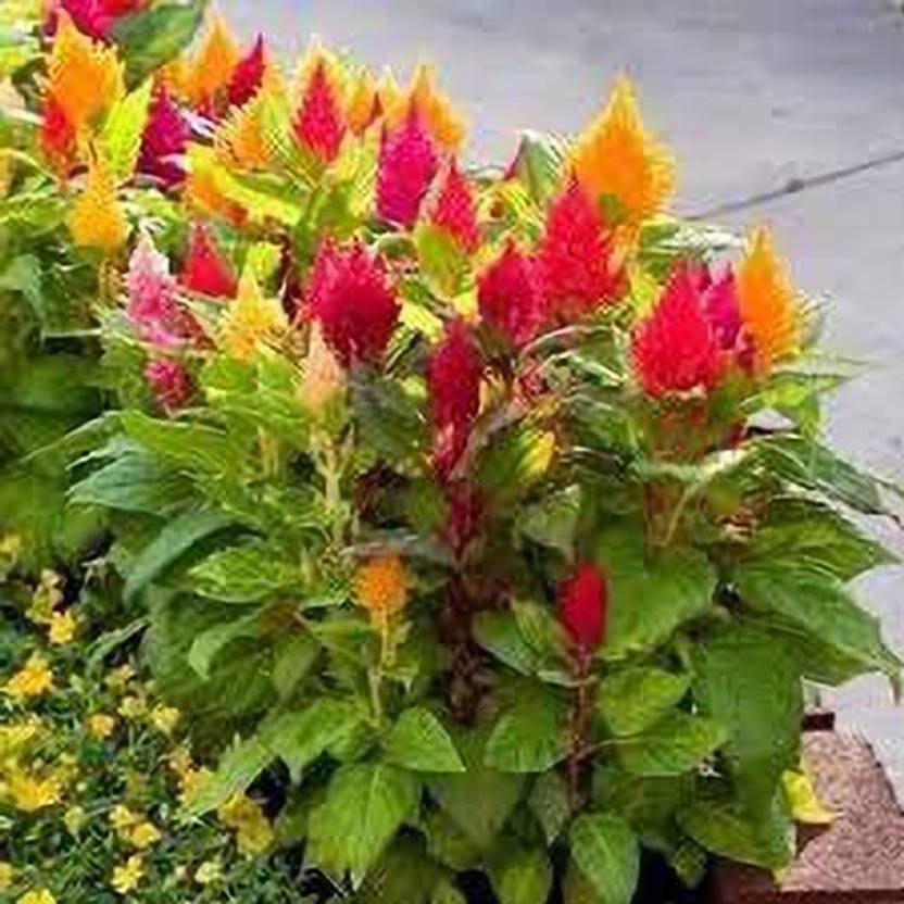 KANAYA Celosia Plumose Ice Cream Mix Flower Seed Price in India - Buy ...