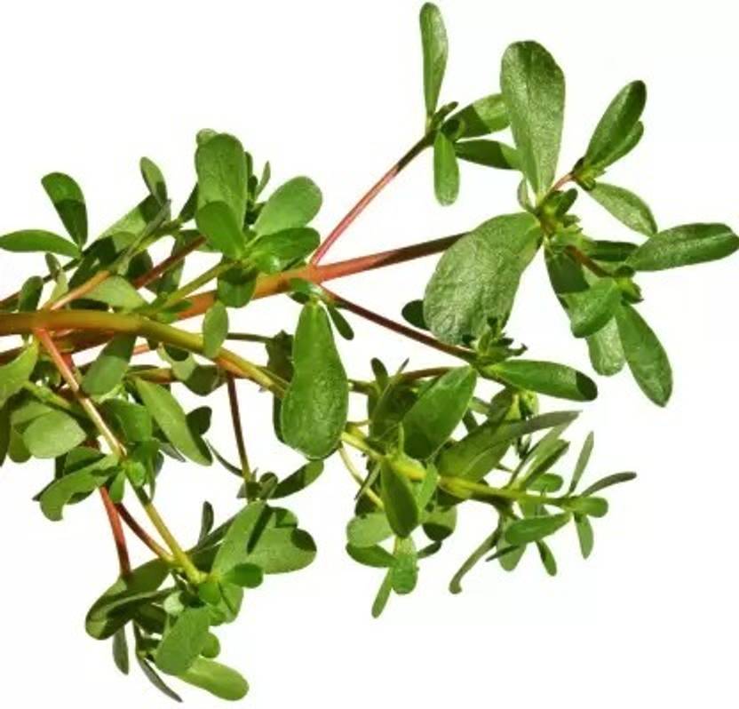 Aro Purslane, Kulfa Seed Price in India - Buy Aro Purslane, Kulfa Seed ...
