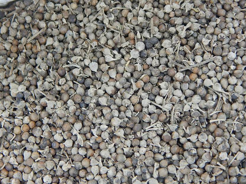 Urancia Sambhalu Nirgundi Vitex Negundo Seeds 200g Seed Price in India ...
