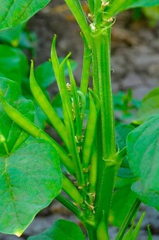 Recron Seeds Cluster Bean/Guvar/Gawar Vegetable Seeds-Pack of 50 Seed ...