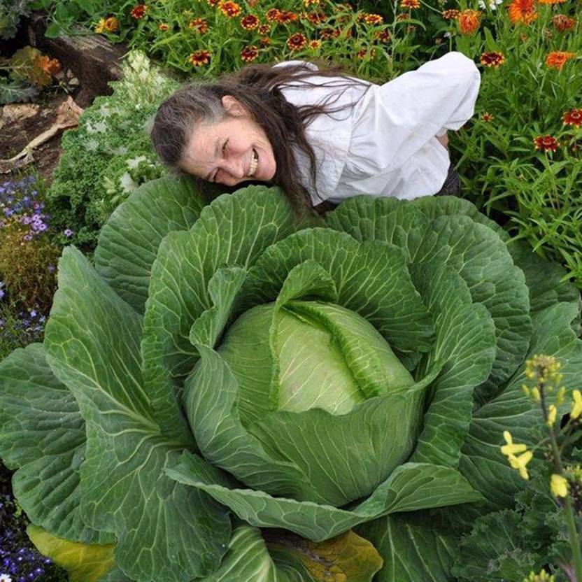 CYBEXIS Garden Plant Rare Giant Russian Cabbage Seeds 500 Seeds Seed ...