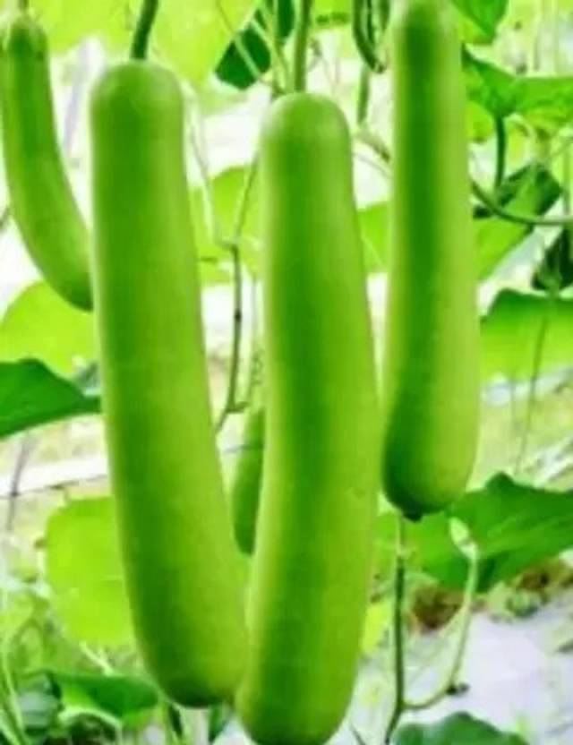 Chalisa Agencies Bottle Gourd, Kaddu, Lauki Seed Price in India - Buy ...