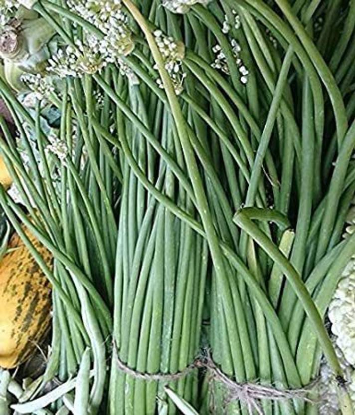 KANAYA Indian Vegetable Beans Singra Hybrid Seed Price in India - Buy ...