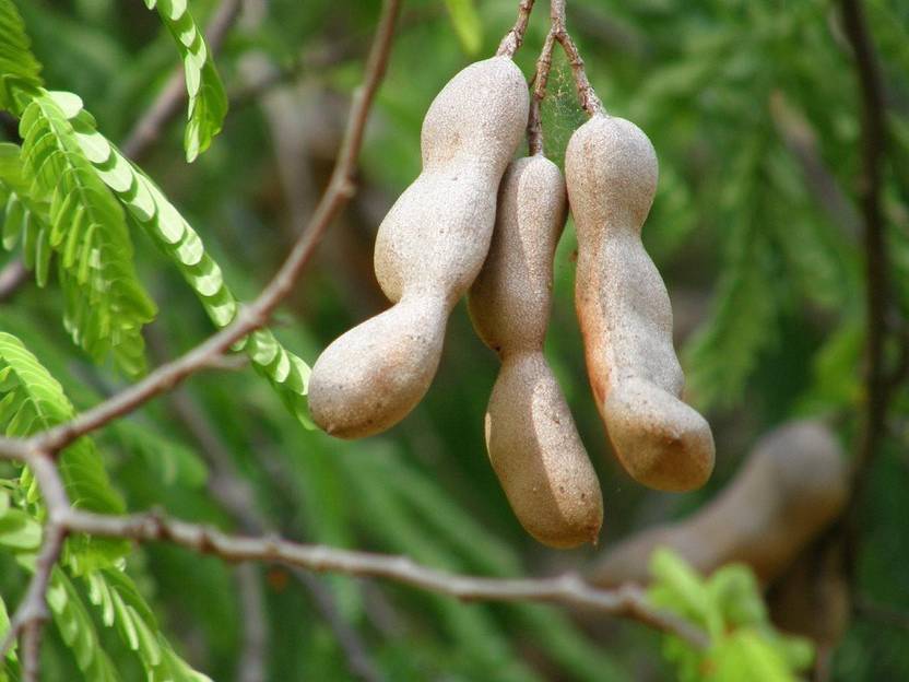 KANAYA IMLI KE BEEJ / TAMARIND SEEDS IMLEE KE BEEJ FOR Home Gardening ...