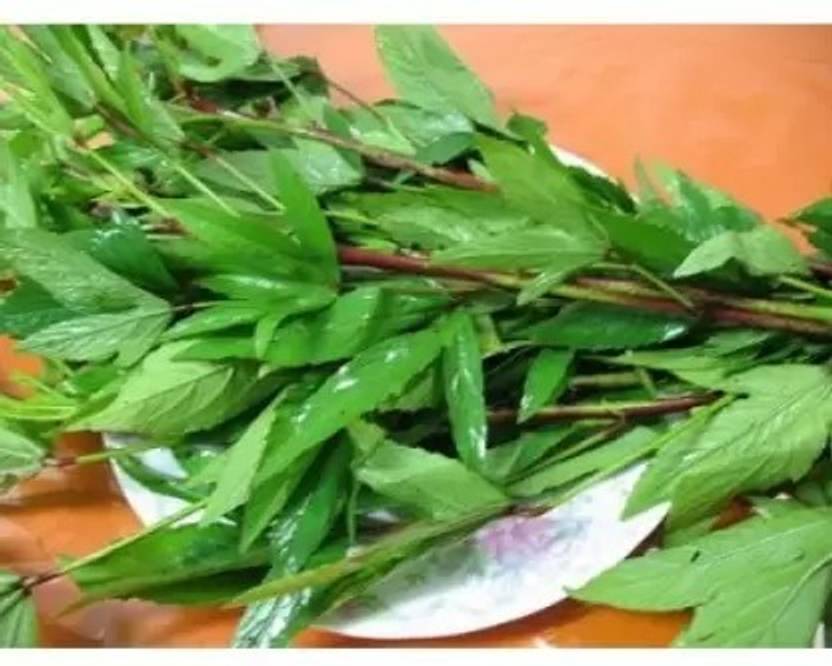 Chalisa Agencies Ambada Red, Gongura, Roselle Seed Price in India - Buy ...