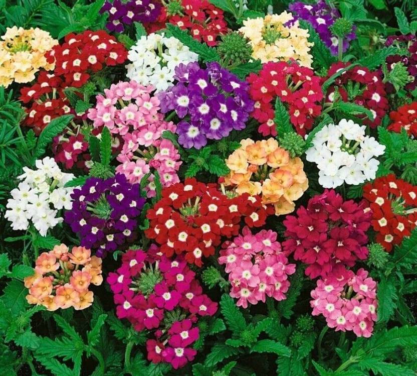 ORAKLE Verbena Mix Tall Groundcover Multi-Colored Seed Price in India ...