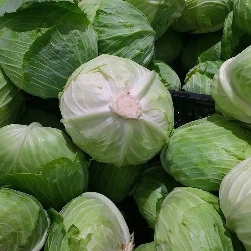MYLAWN Cabbage round green (बंधा गोभी के बीज) Seed Price in India - Buy ...