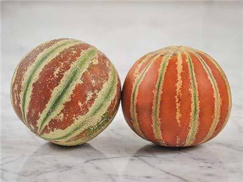 JRYU Muskmelon (Kharbuja) Fruit Seeds For Home Gardening Seed Price in ...