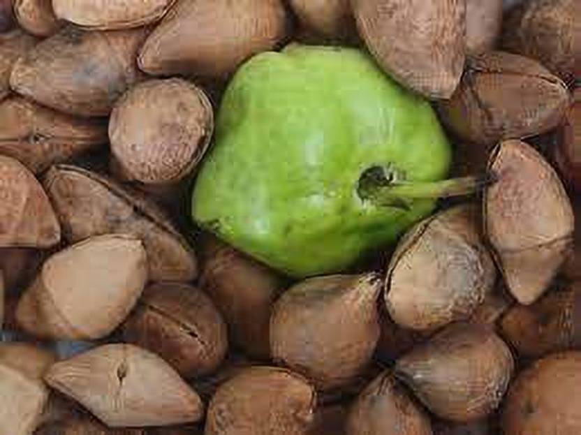 Shiv-Shakti Group kaner yellow Seed Price in India - Buy Shiv-Shakti ...