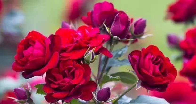 Chalisa Rose, Flower seeds Seed Price in India - Buy Chalisa Rose ...