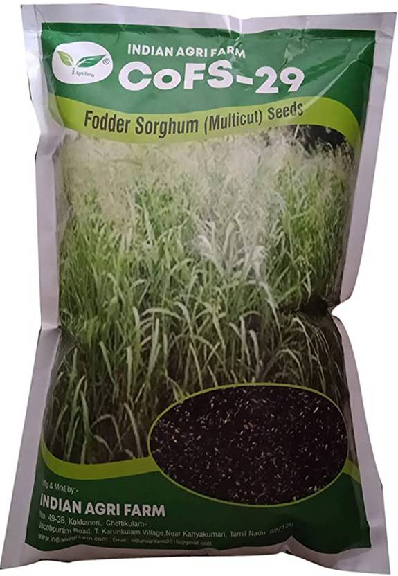 IAgriFarm CoFs29 Fodder Sorghum Seed -500 grms -MultiCut For Fodder Cultivation Seed Price in ...