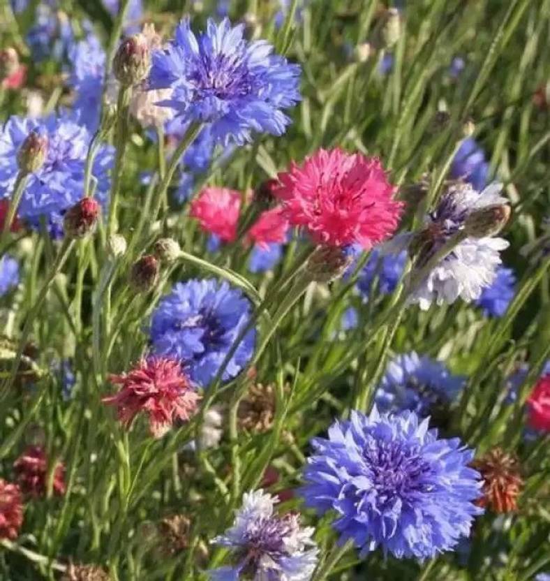 Aro Cornflower Seed Price in India - Buy Aro Cornflower Seed online at ...