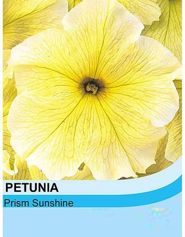 CYBEXIS Petunia 'Prism Sunshine' F1 Hybrid Annual Flowers Seeds Winter Summer Autumn Seed Price ...