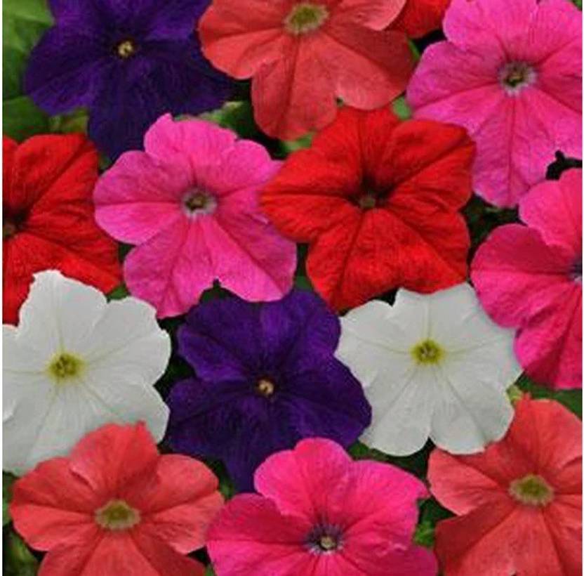 WHADE Petunia Rider Formula Mix Flower Seed Price in India - Buy WHADE ...