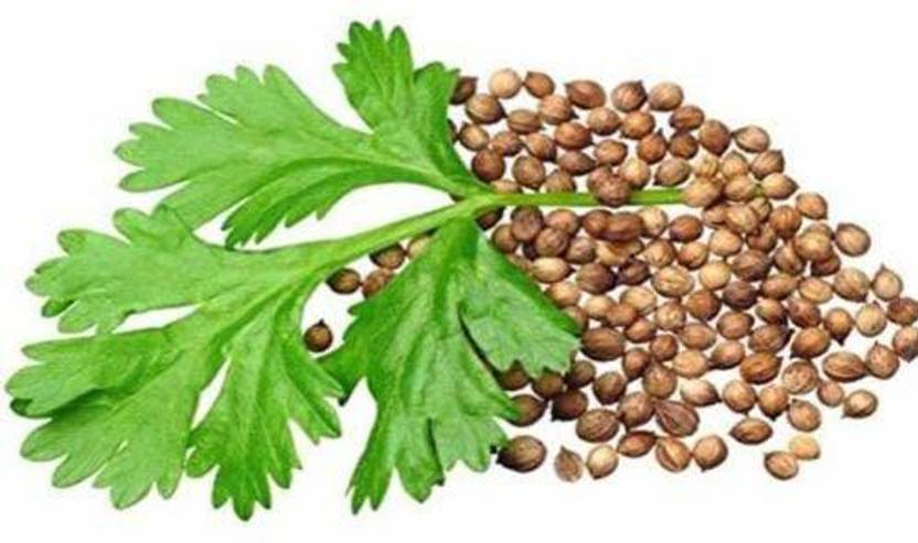 KANAYA Hybrid Coriander Dhania Seeds For Home Gardening Seed Price in ...