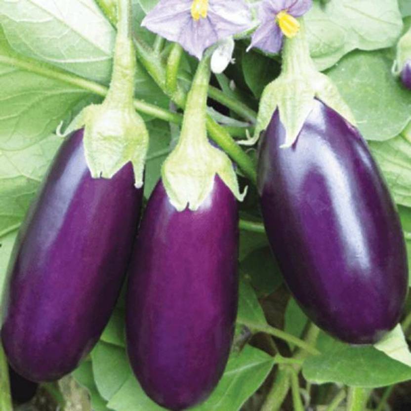 Aro Brinjal purple long, Brinjal, Eggplant Seed Price in India - Buy ...