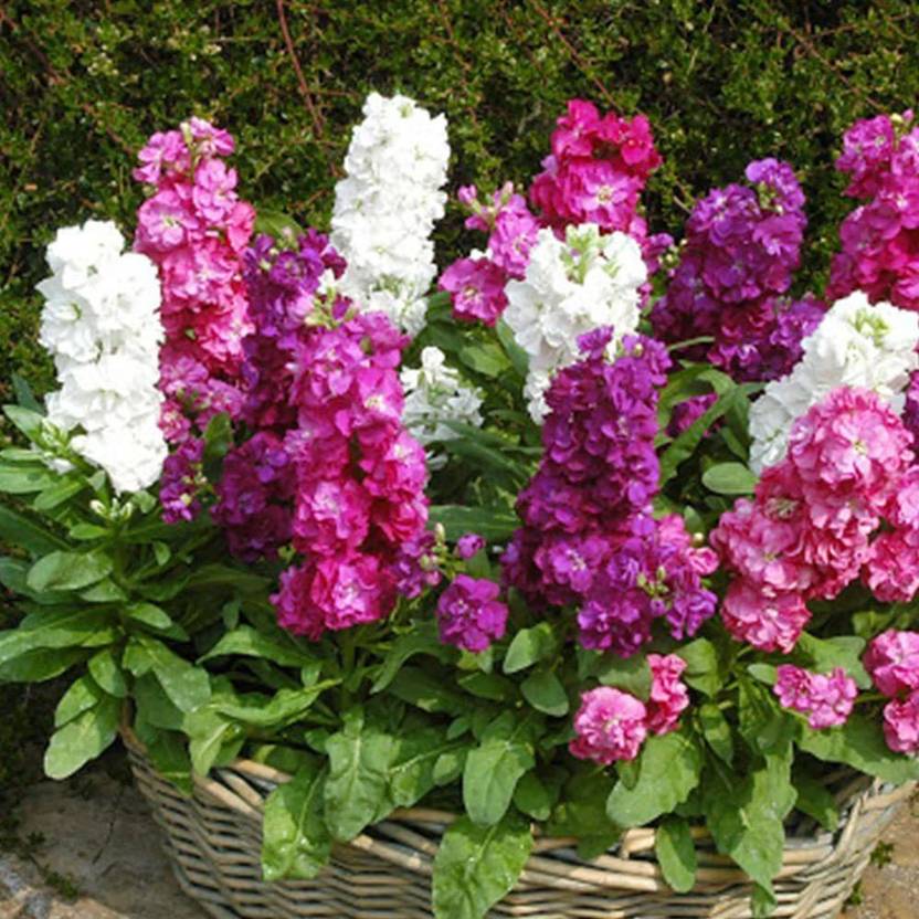 KANAYA Stock Matthiola Incana Mixed Color Flower Seed Price in India ...