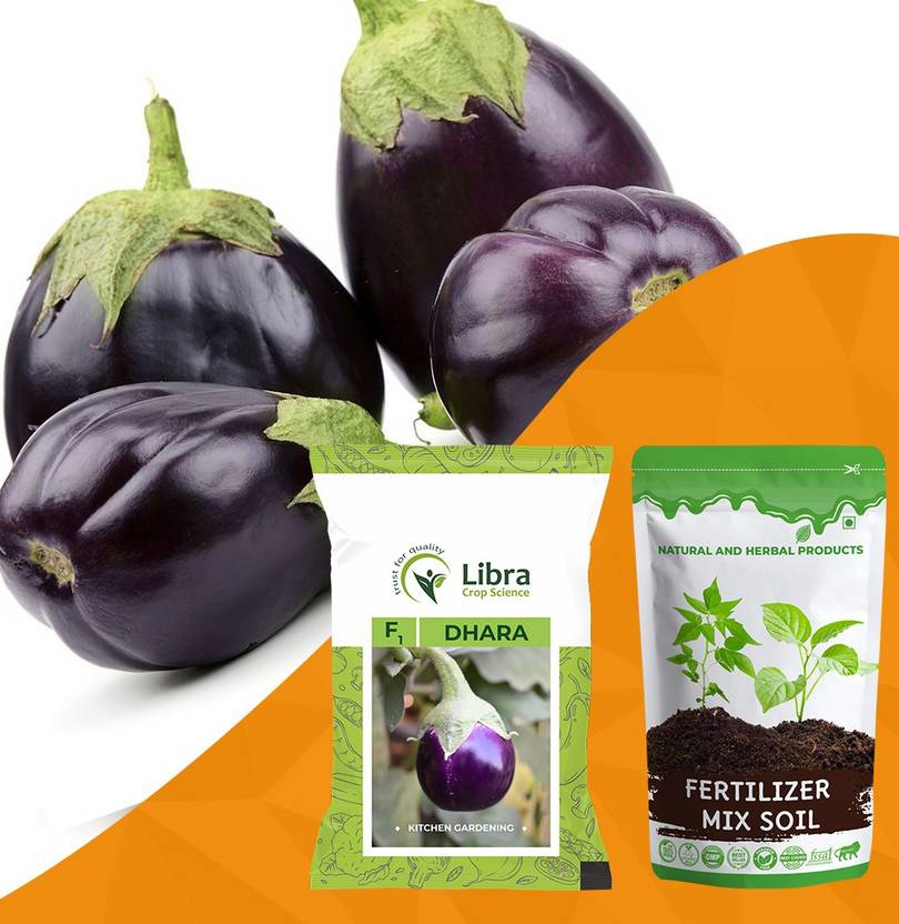 NATURAL AND HERBAL PRODUCTS Vegetable Seeds | Purple Brinjal | Brinjal ...