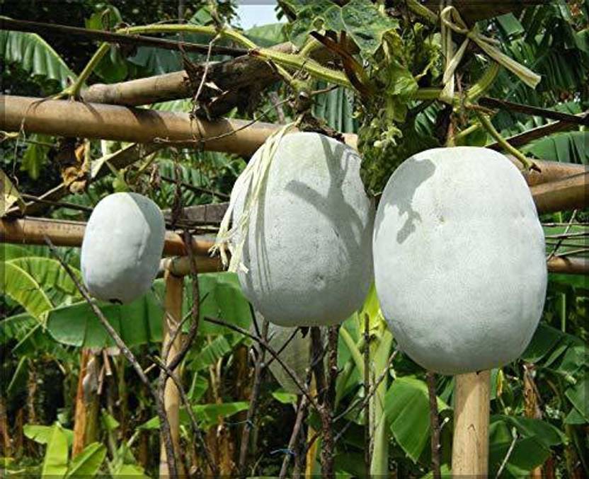 Aywal Ash Gourd (Mithai Petha) Seed Price in India - Buy Aywal Ash ...