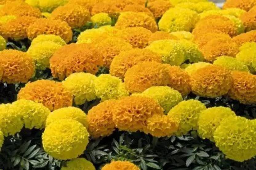 Aro Marigold African, Genda Phool Seed Price in India - Buy Aro ...