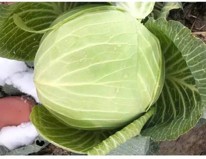 MYLAWN Cabbage round green (बंधा गोभी के बीज) Seed Price in India - Buy ...