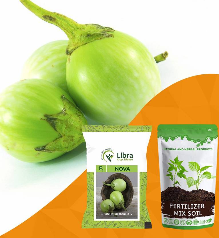 NATURAL AND HERBAL PRODUCTS Green Eggplant Seeds for Planting | Brinjal ...