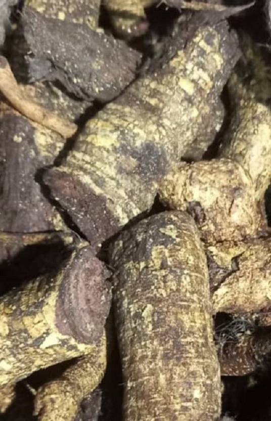 plantsworld Saptarangi, Salacia reticulata, Ekanayaka ಏಕನಾಯಕ ...