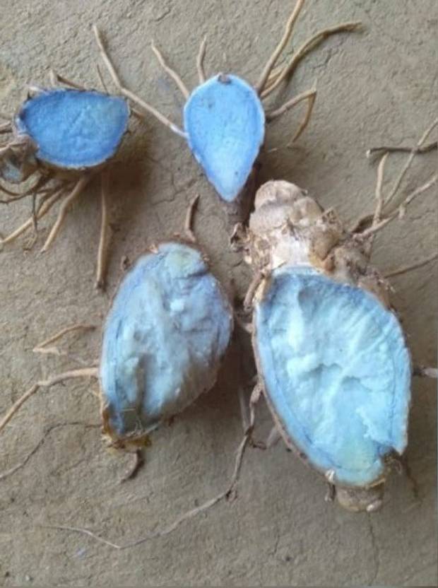 plantsworld Black Turmeric, Kali Haldi, Nalla Pasupu, Kari Manjal ...