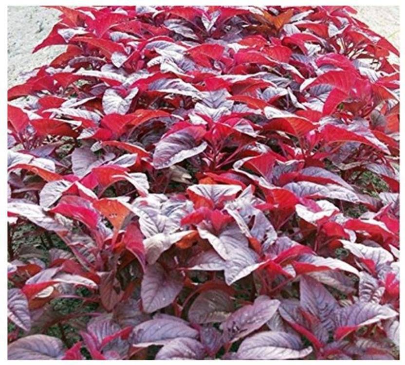 URRO Red Amaranth Chaulai Saag Seed Price in India - Buy URRO Red ...