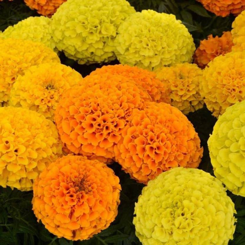 TALZ African गेंदे का फूल / Flower Marigold/Gainda Multicolor Seed ...